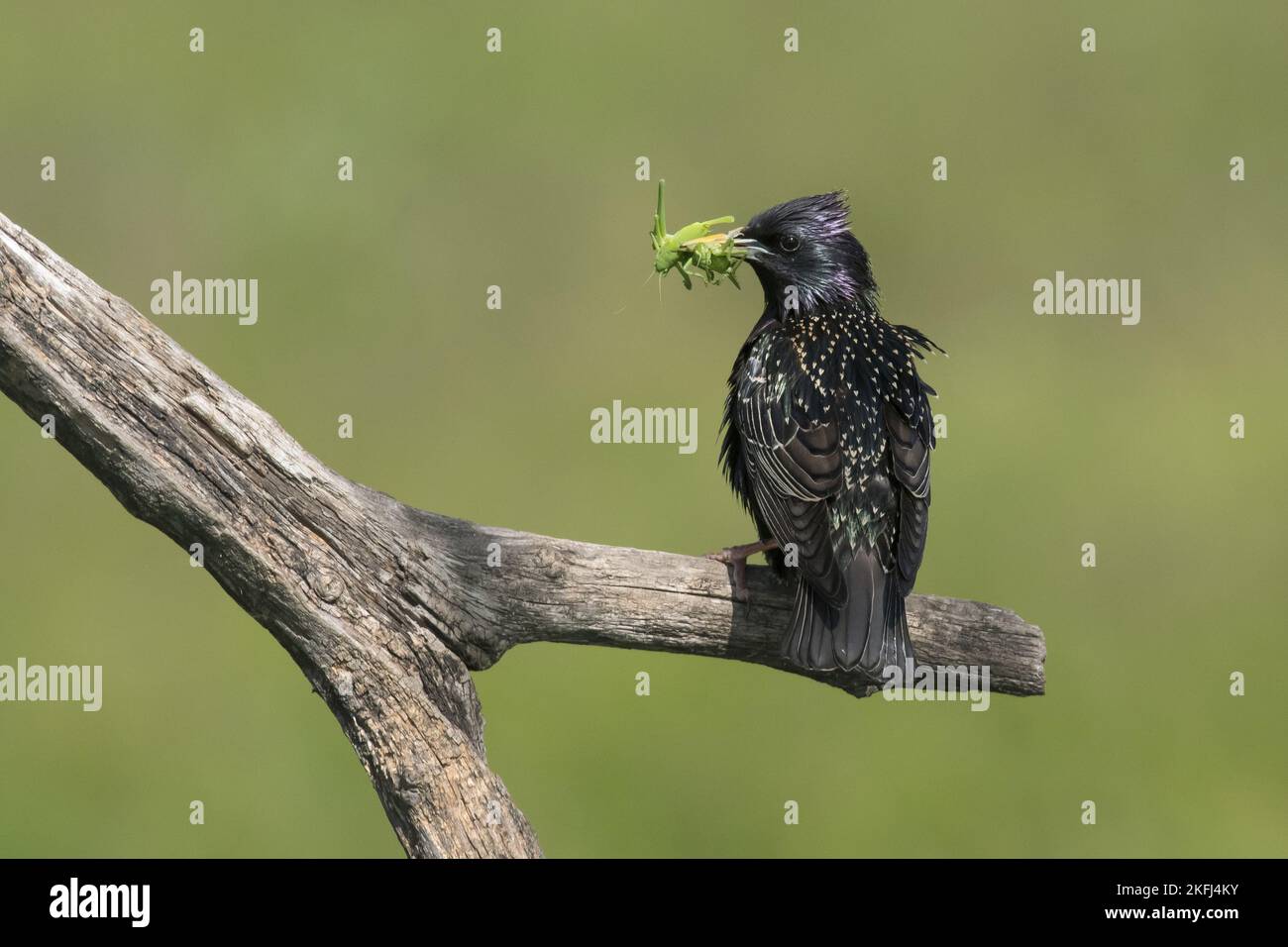 Star birds prey hi-res stock photography and images - Alamy