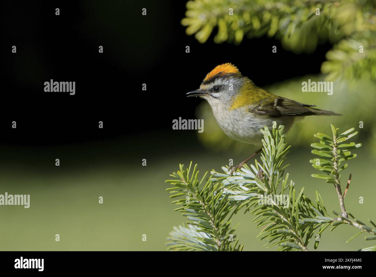 Common firecrests hi-res stock photography and images - Alamy