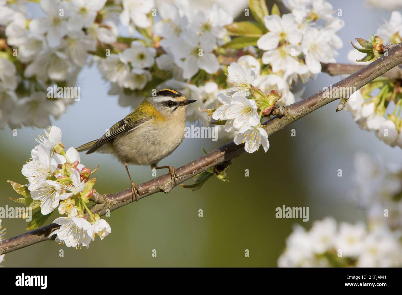 Common firecrests hi-res stock photography and images - Alamy
