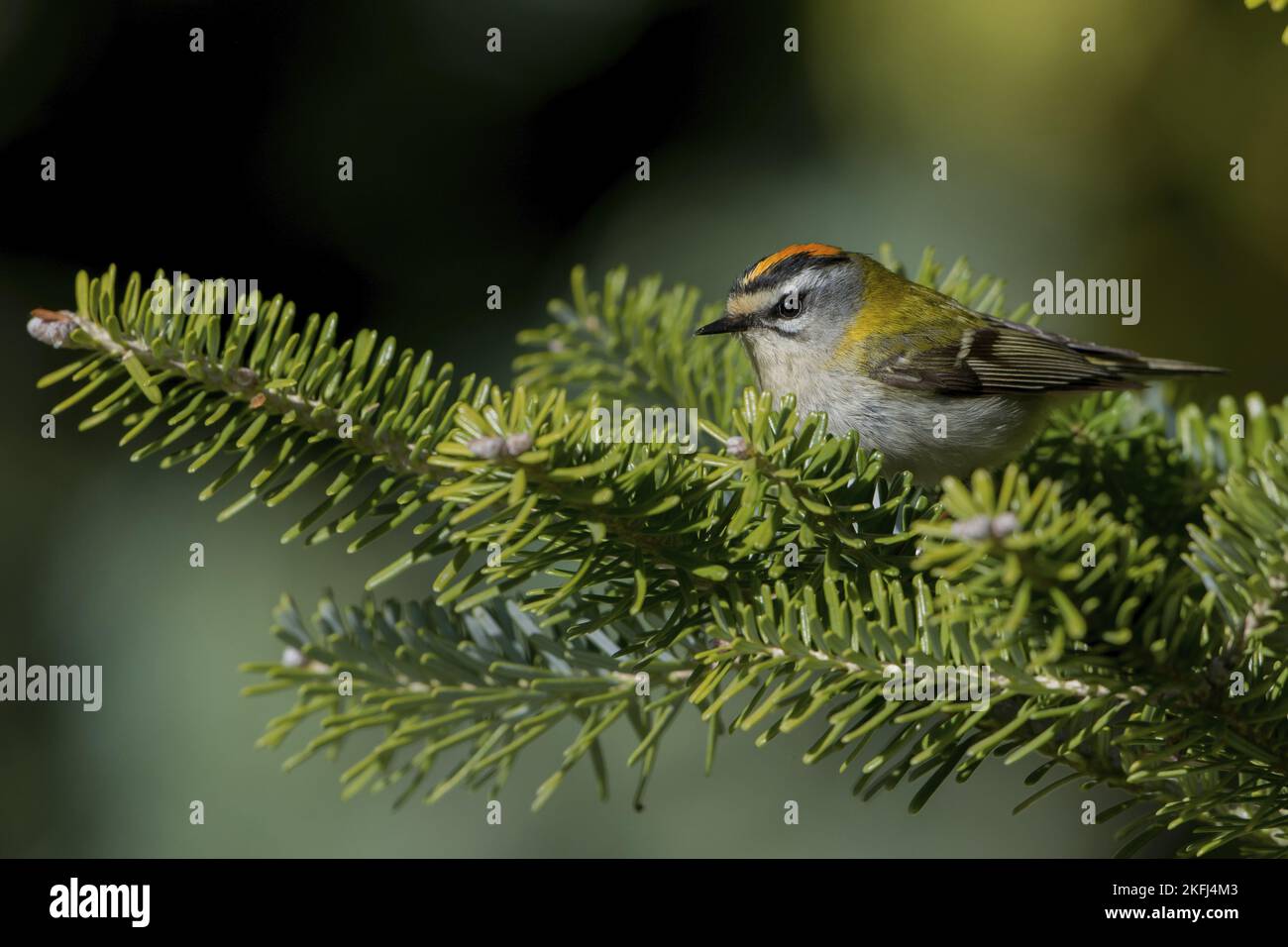 Common firecrest hi-res stock photography and images - Alamy