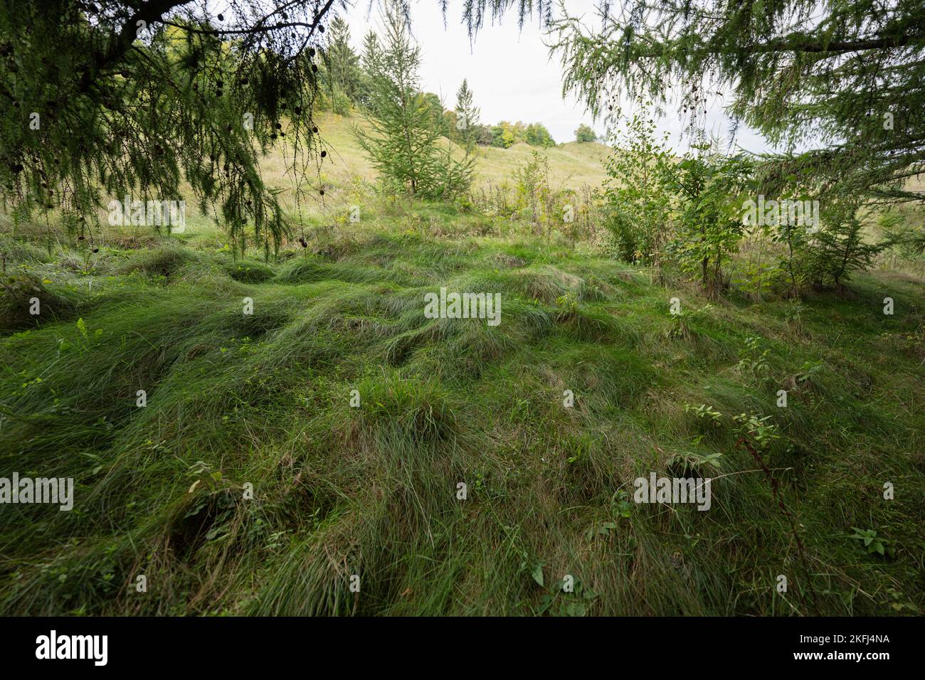 Tall green grass in a coniferous forest at autumn Stock Photo - Alamy