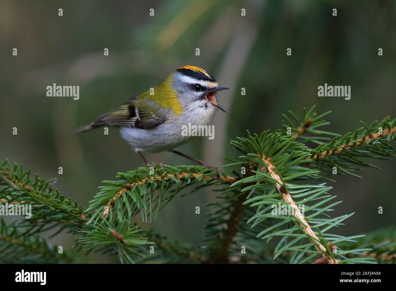 Common firecrests hi-res stock photography and images - Alamy