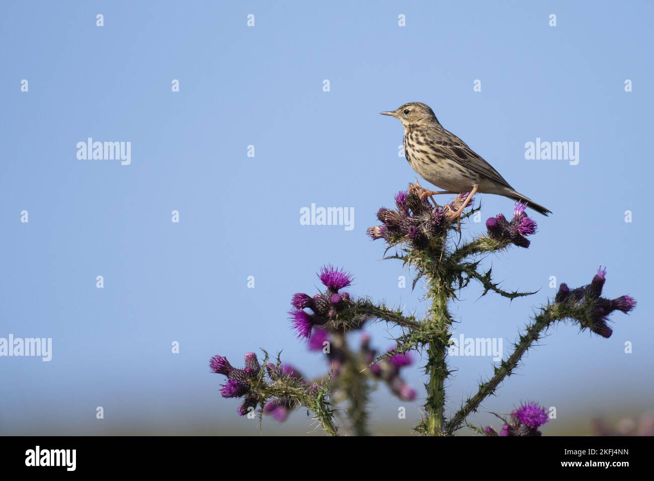 Pipit plant hi-res stock photography and images - Alamy