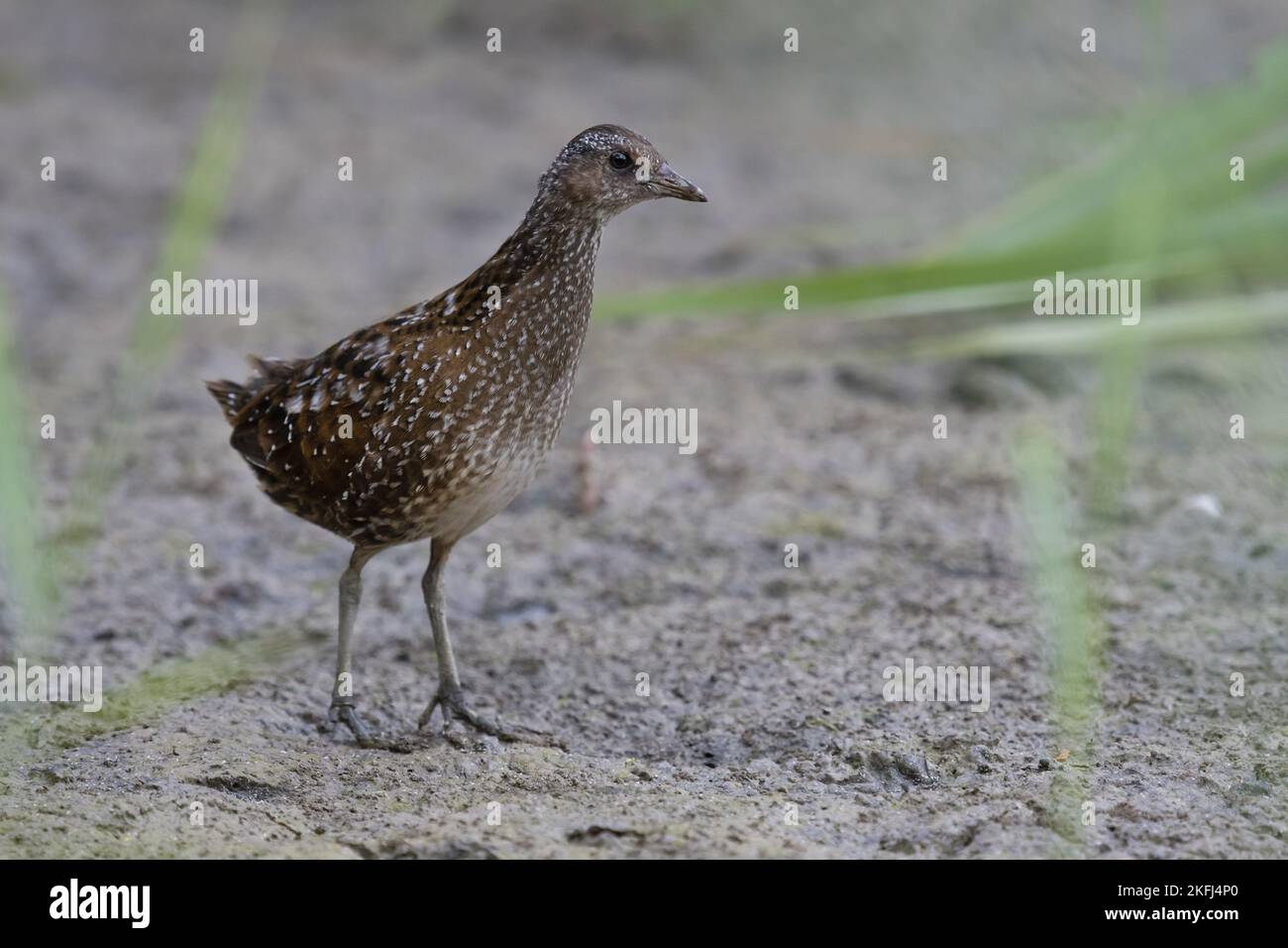Adult spotted crake hi-res stock photography and images - Alamy