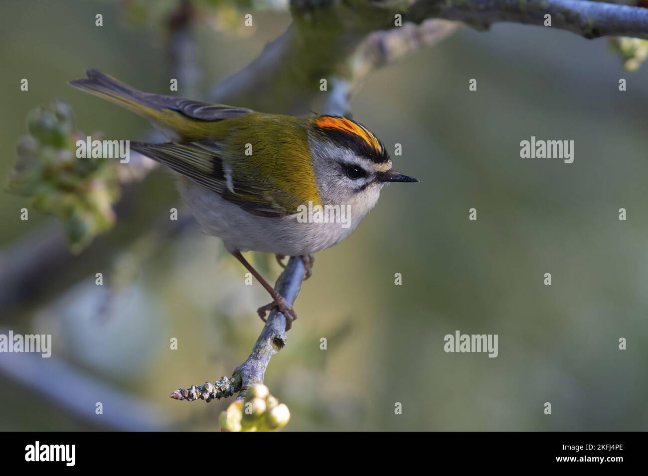Common firecrests hi-res stock photography and images - Alamy