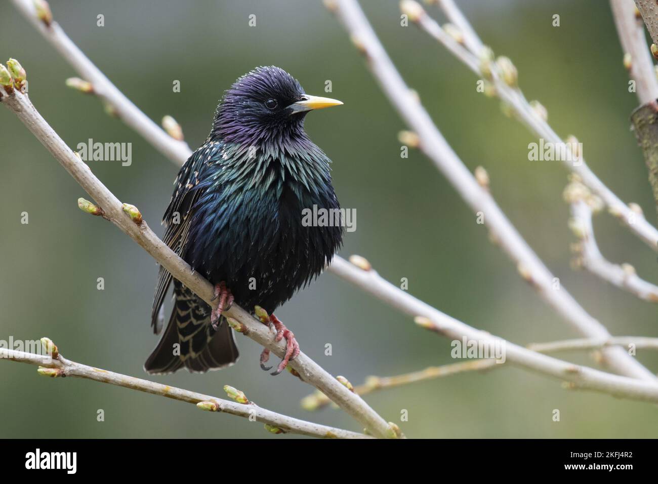 Twig star outside hi-res stock photography and images - Alamy