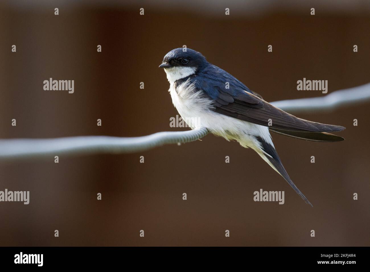 common house martin Stock Photo - Alamy