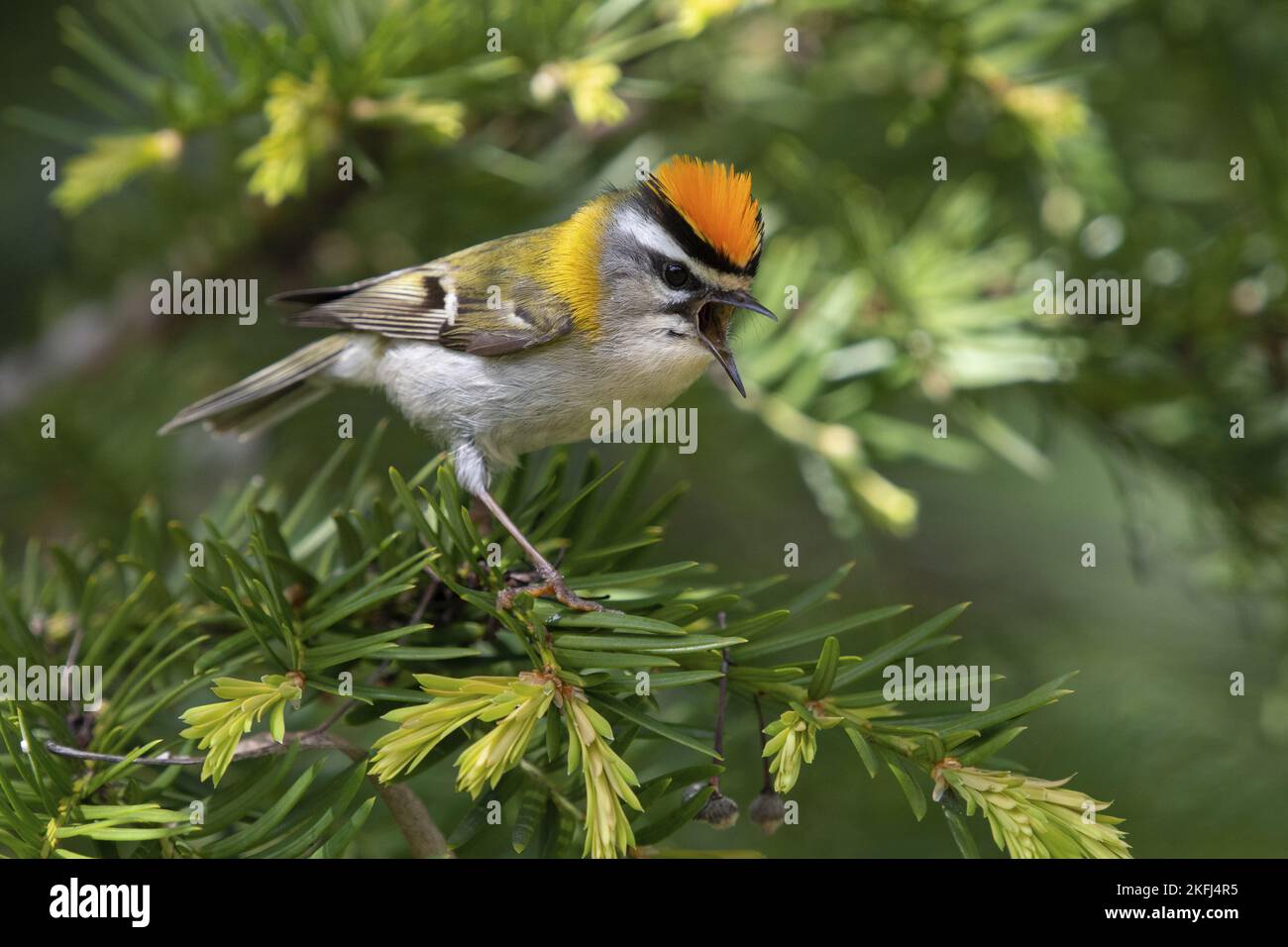 Common firecrests hi-res stock photography and images - Alamy