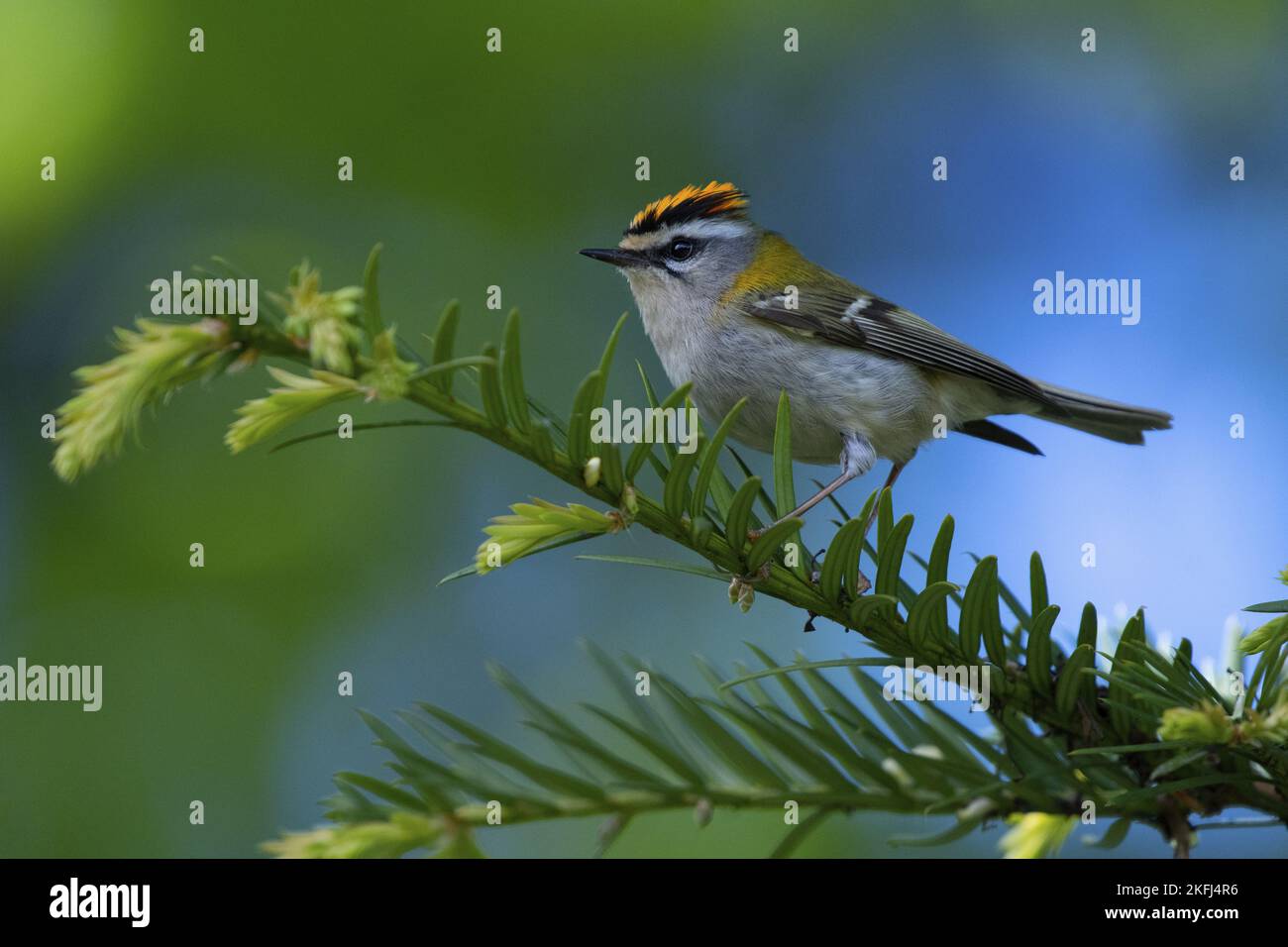 Common firecrests hi-res stock photography and images - Alamy