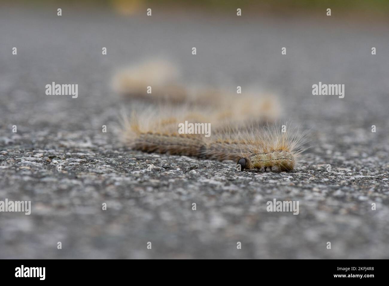 processionary moth loopers Stock Photo - Alamy