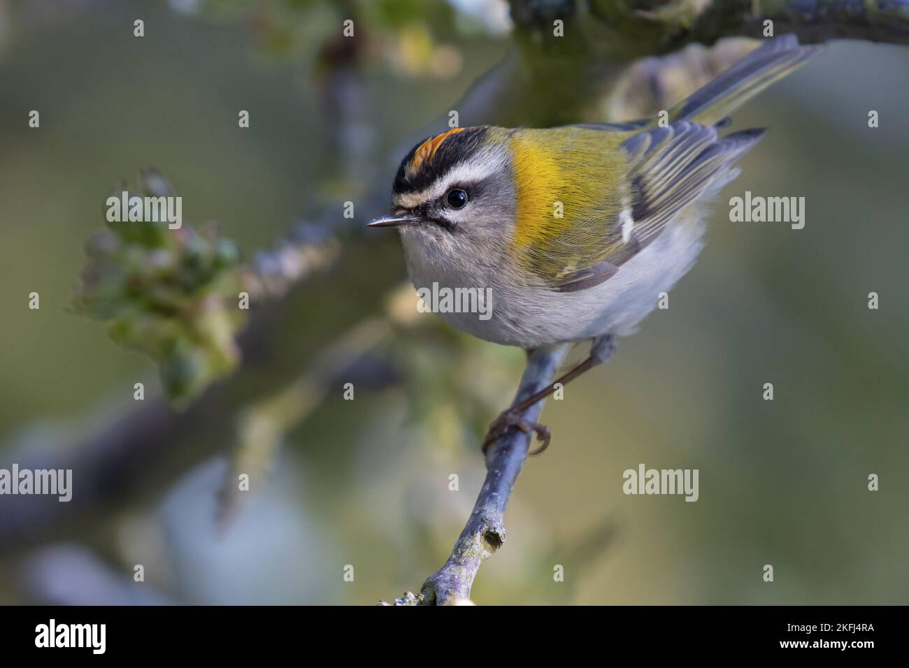 Common firecrests hi-res stock photography and images - Alamy