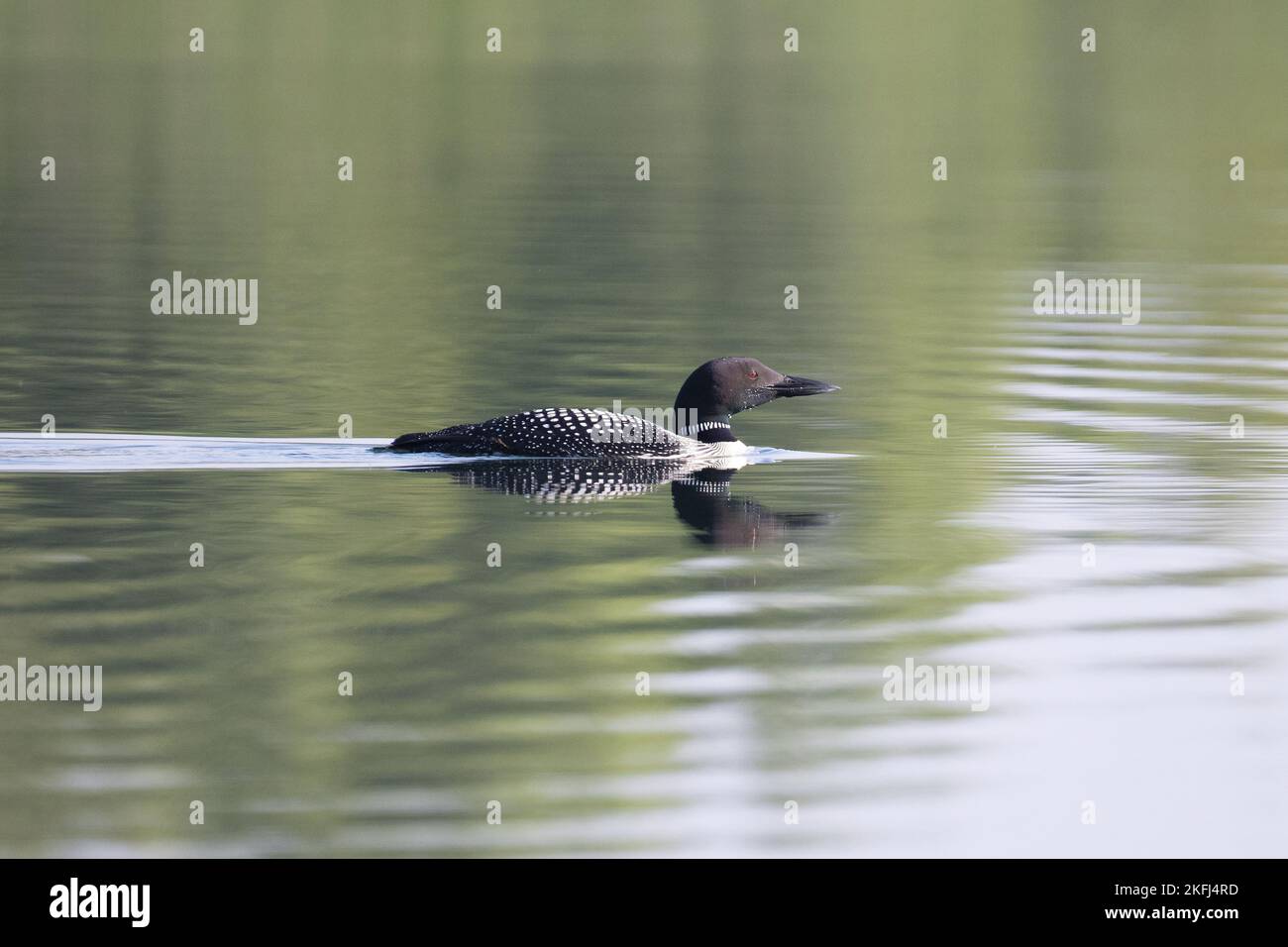 Common loon bird side view hi-res stock photography and images - Alamy