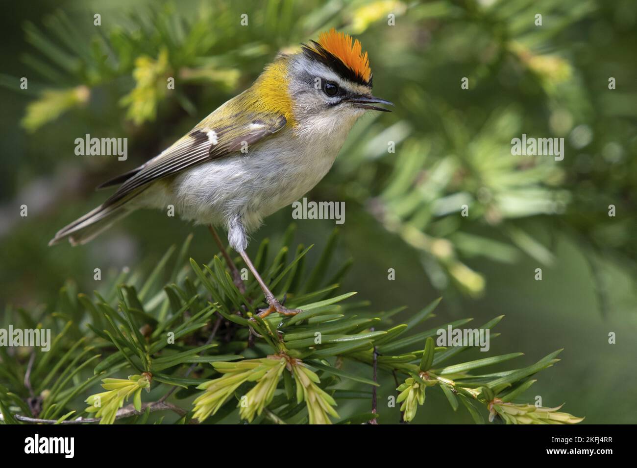 Common firecrests hi-res stock photography and images - Alamy