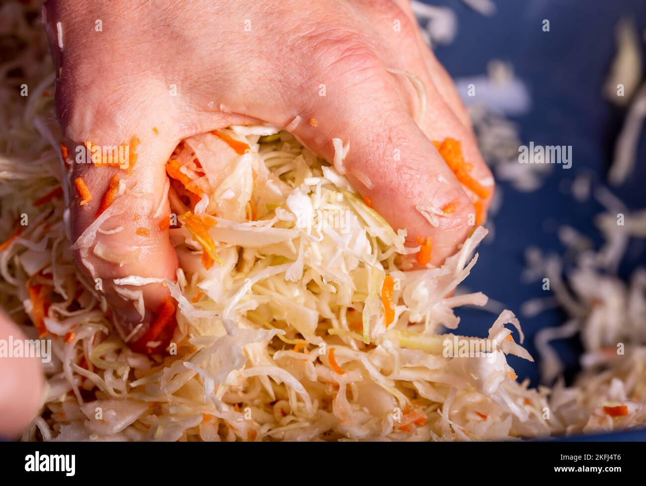 Prepare for fermentation. Finely chopped cabbage is poured from the ...