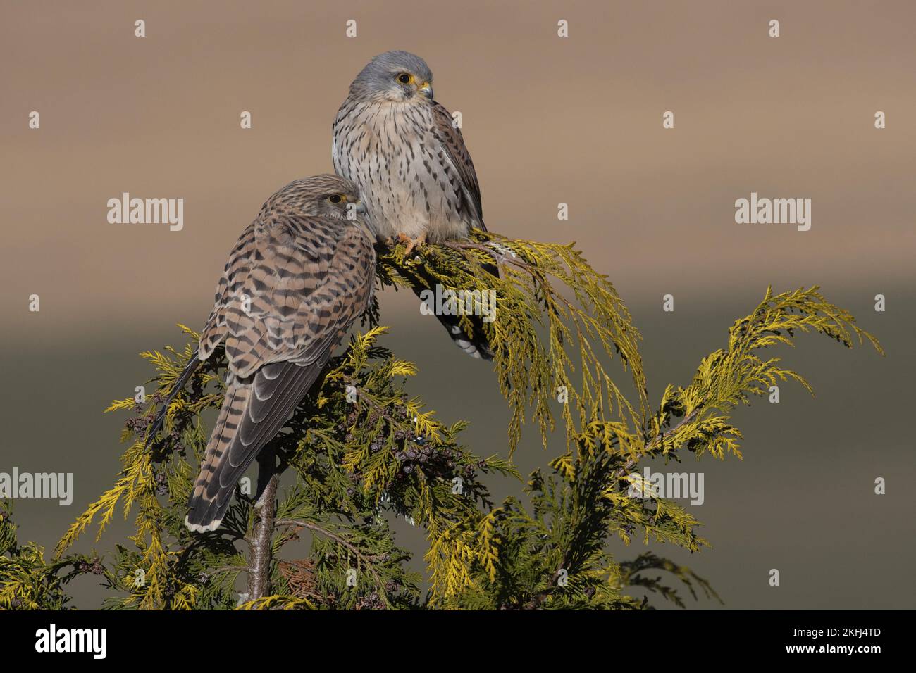 Back view kestrel hi-res stock photography and images - Alamy