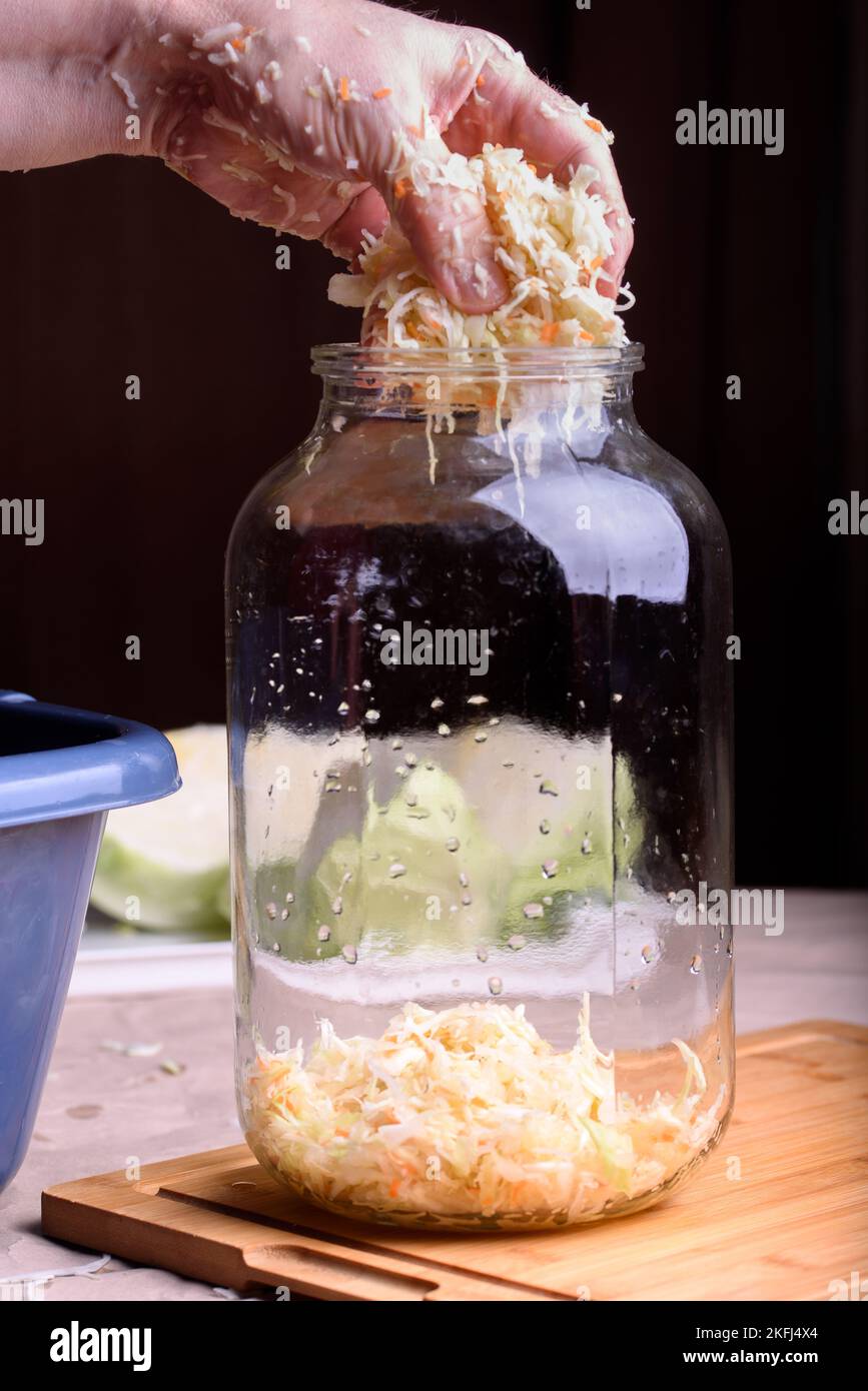 Prepare for fermentation. Finely chopped cabbage is poured from the ...