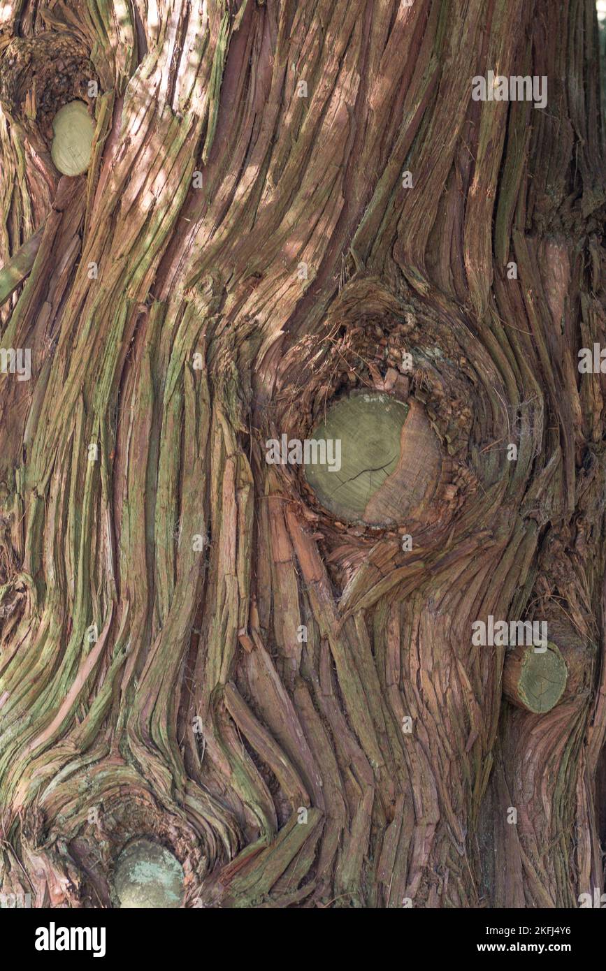Old characterful tree with waving split bark creating patterns. Green ...