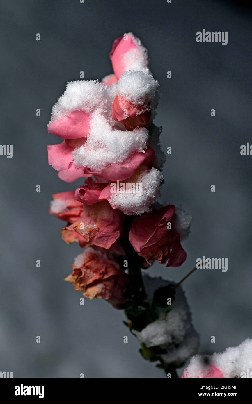 Covered snapdragon hi-res stock photography and images - Alamy