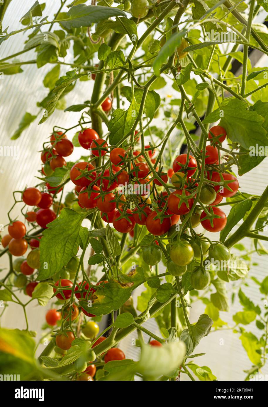 Beautiful red ripe cherry tomatoes grown in a greenhouse Stock Photo ...