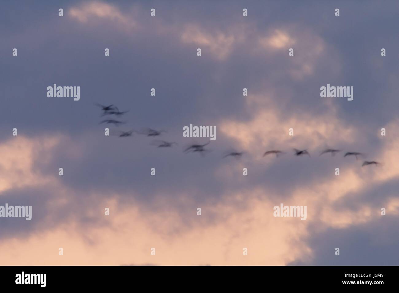 Abstract landscape, birds in motion on evening sky blurred landscape ...