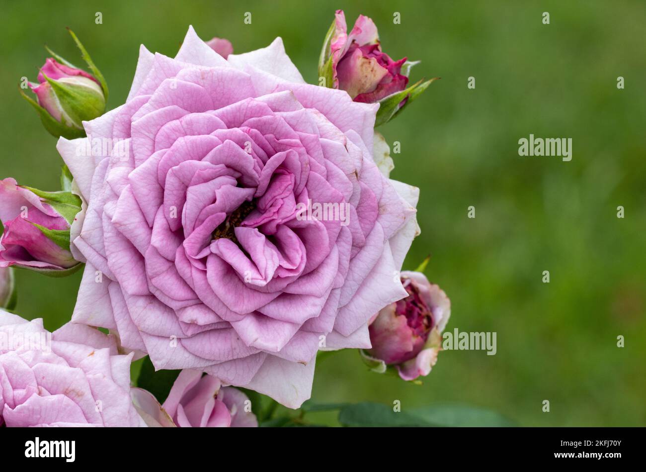 A closeup shot of a blooming bright purple wild rose Stock Photo - Alamy