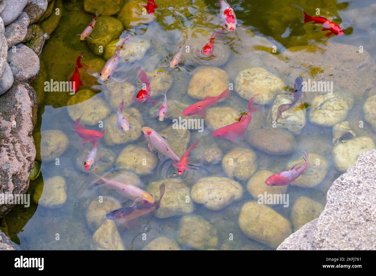 Colorful decorative fish float in an artificial pond, view from above ...
