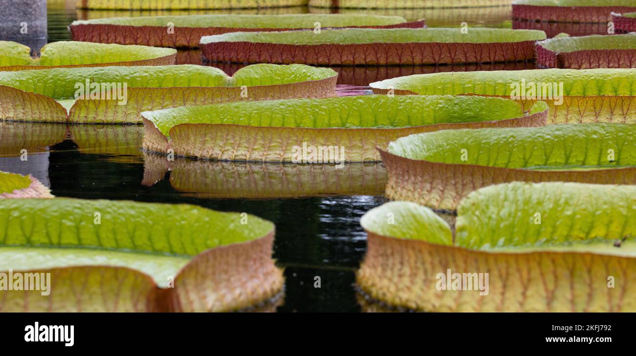 A closeup shot of green victoria amazonica lotus leaves on a pond Stock ...
