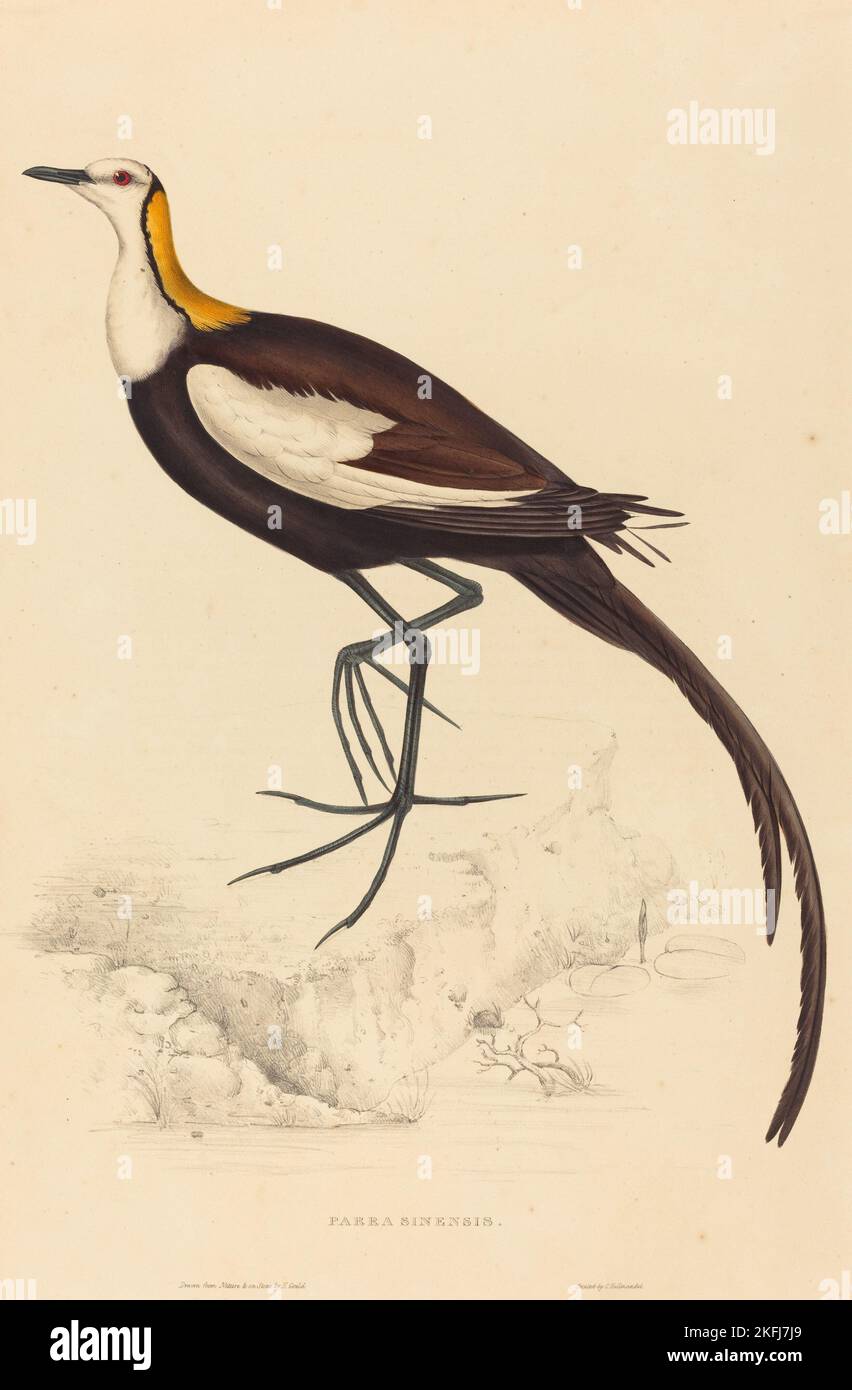 Parra Sinensis (Pheasant-Tailed Jacana Stock Photo - Alamy