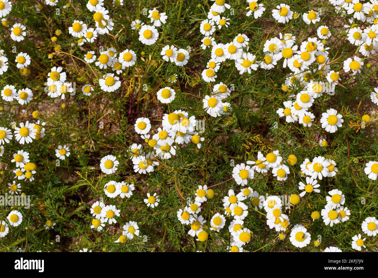daisies, small white flowers with a yellow center, commonly called the ...
