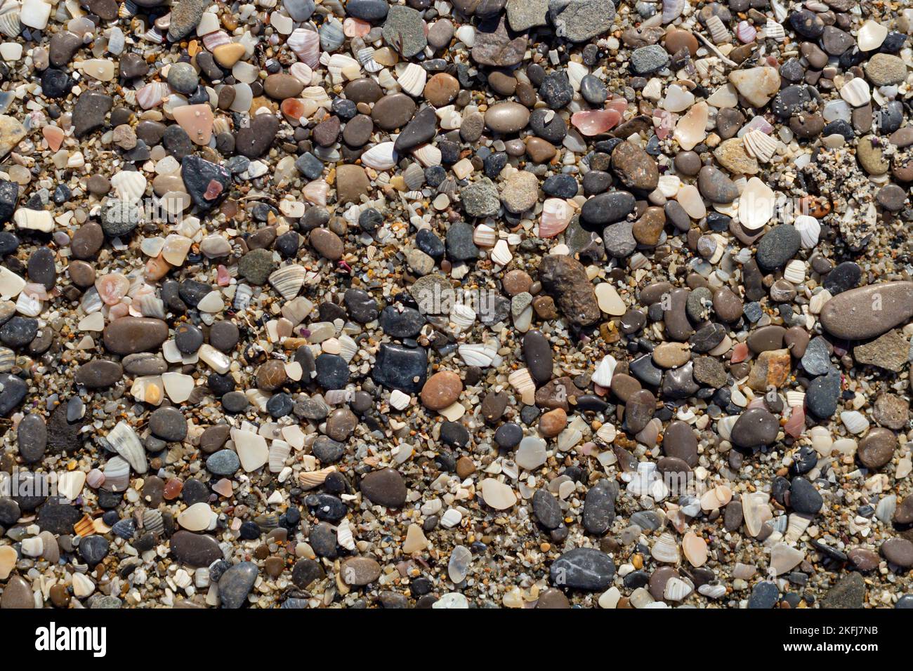 Dutch beach with many beautiful shells on sea pebbles. textured ...