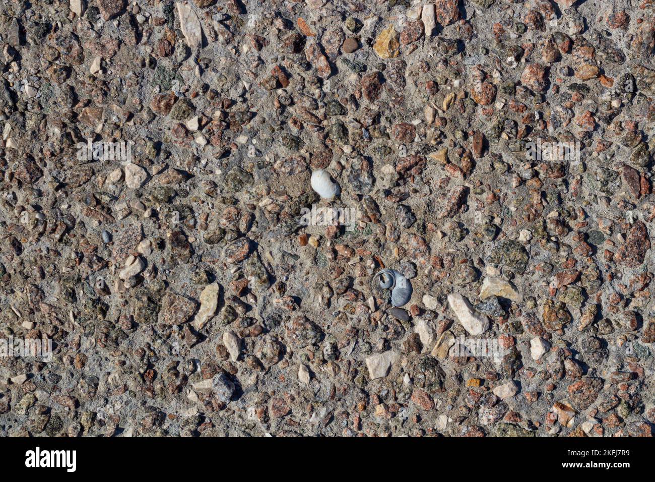 stone wall texture. particles of shells stick out of the stone, the ...