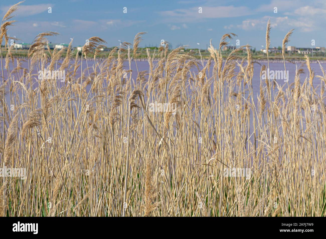 Beautiful dry common reeds hi-res stock photography and images - Alamy
