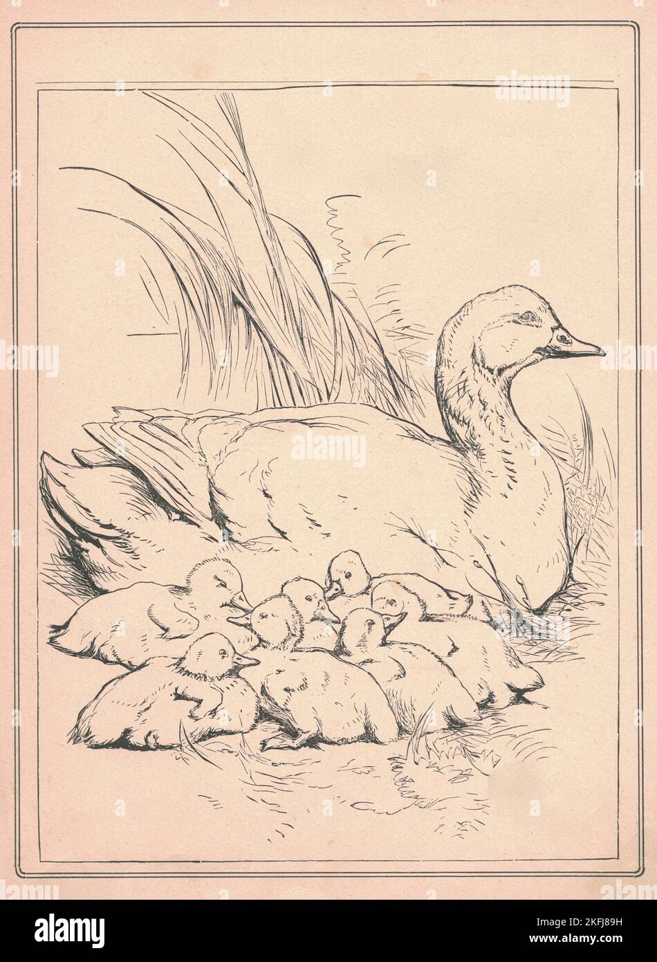 Black and white antique illustration shows a cute duck's family ...