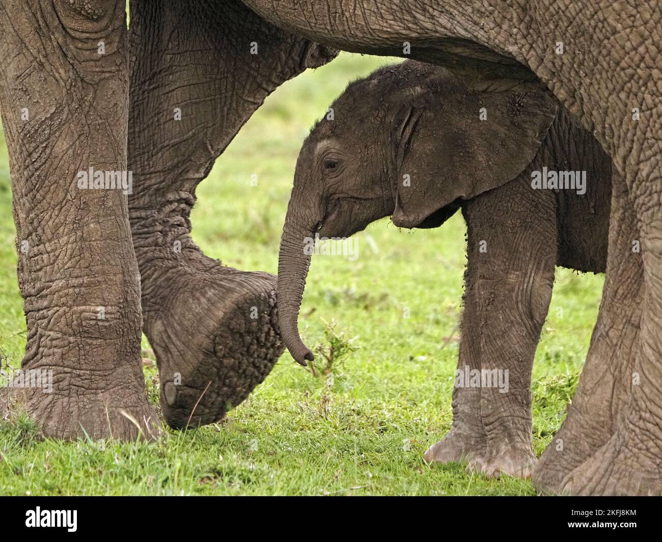 mother & small hiding baby African Elephant (Loxodonta africana) on ...