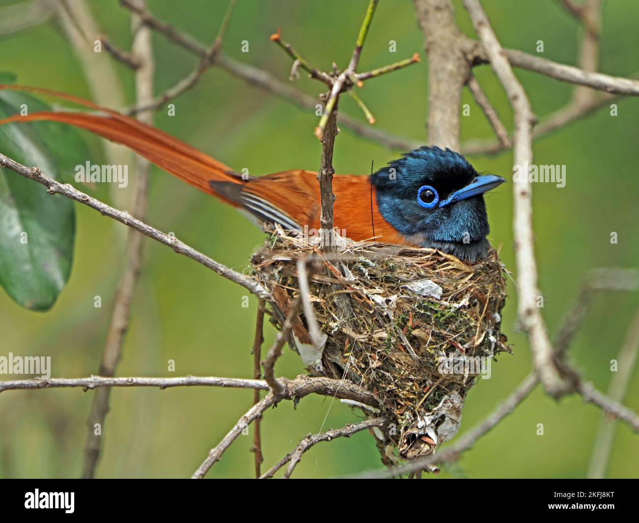 male African Paradise Flycatcher (Terpsiphone viridis) with long tail ...