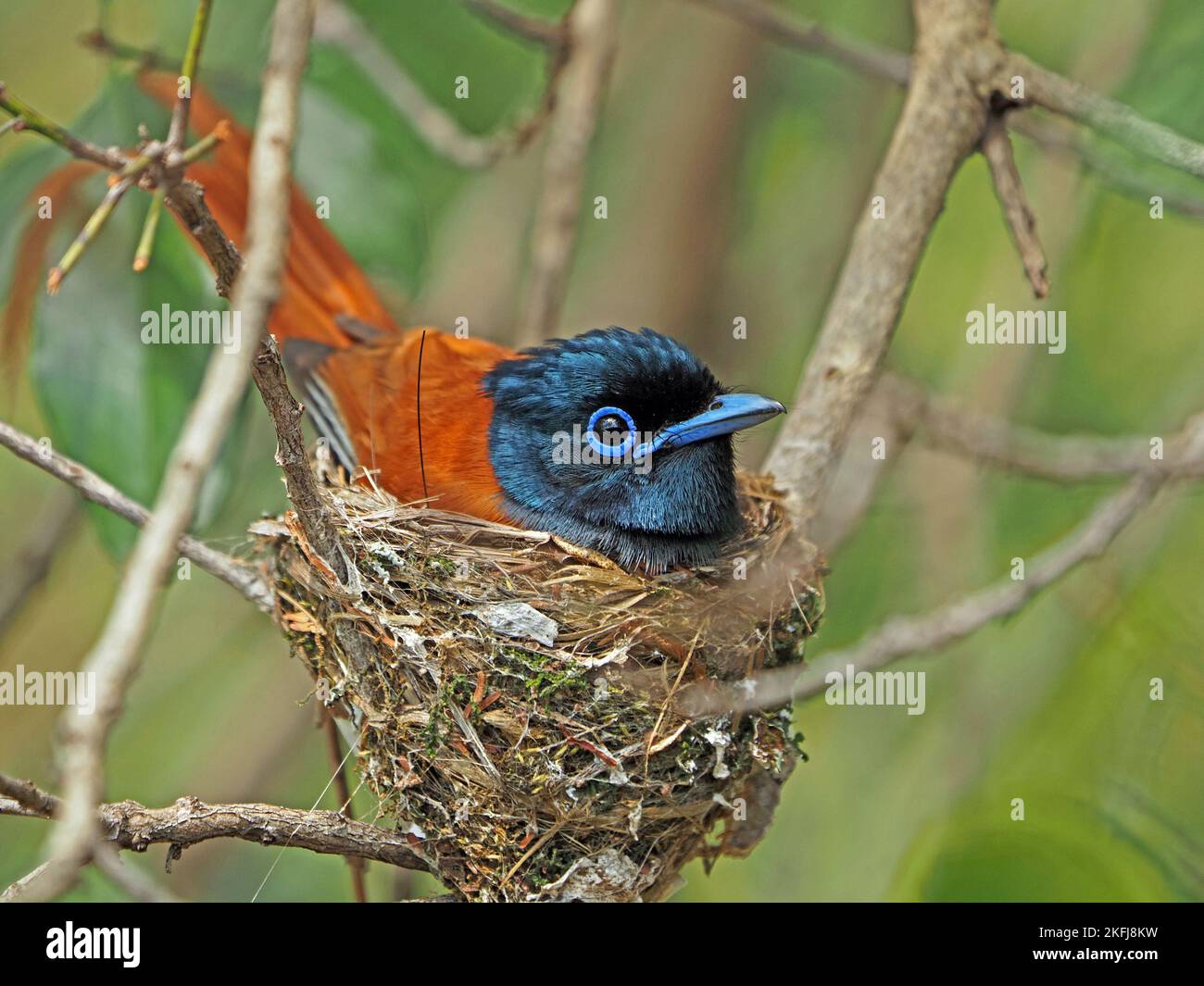 male African Paradise Flycatcher (Terpsiphone viridis) with long tail ...