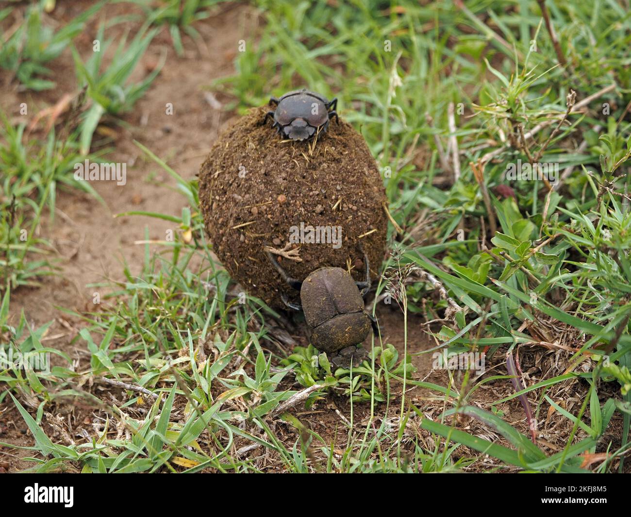 pair of roller Dung Beetles rolling large ball of dung many times their ...