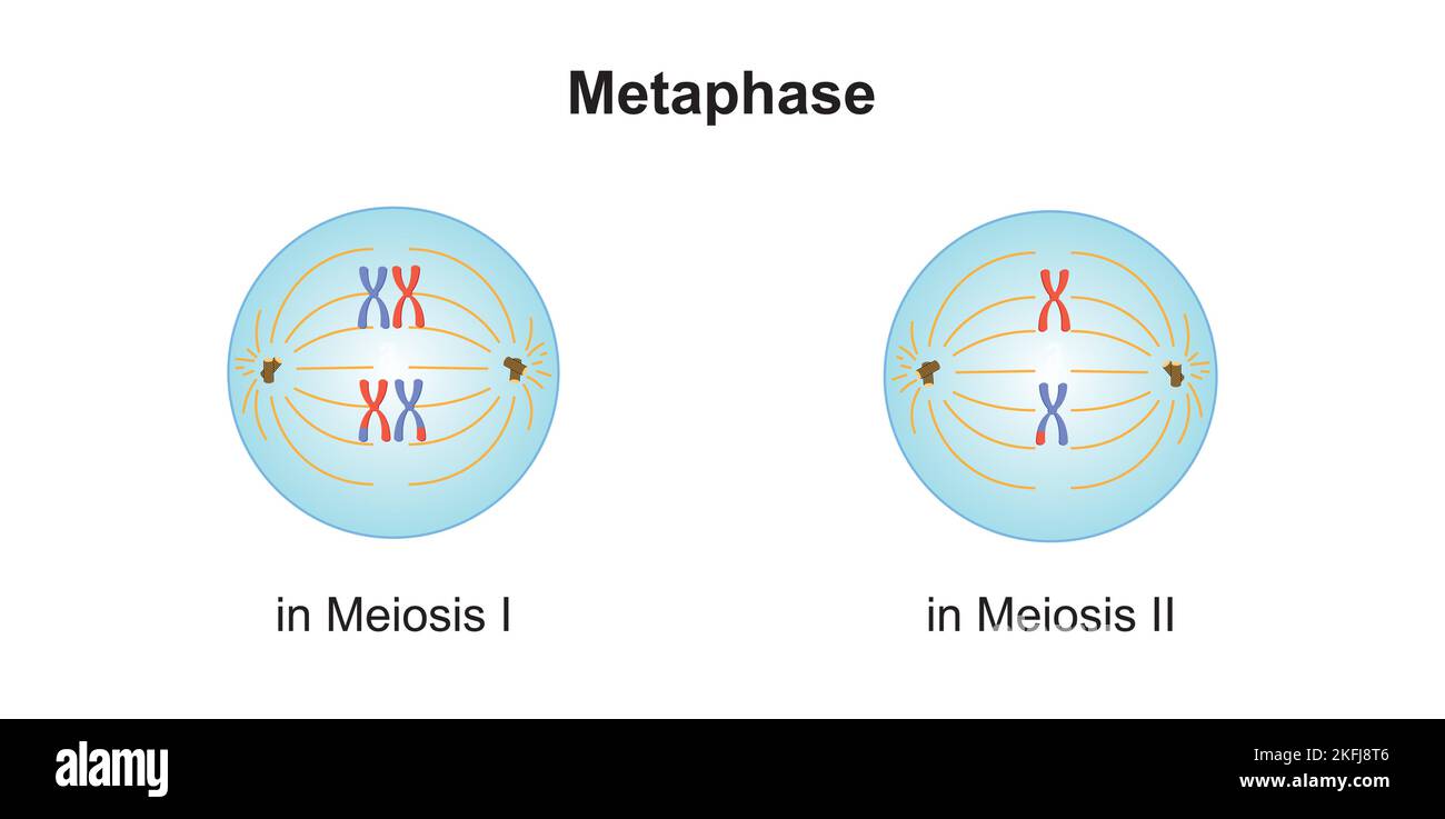 Meiosis 2 Diagram
