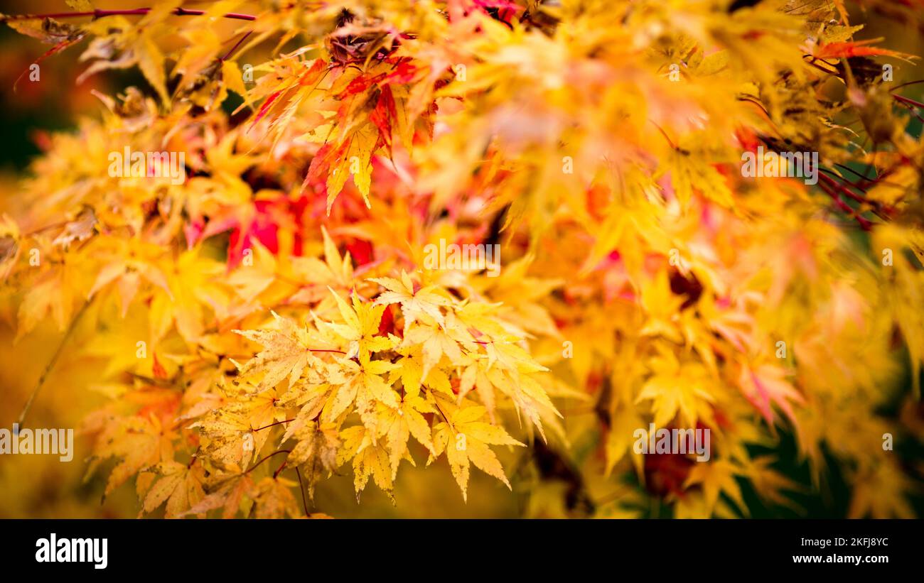 A closeup shot of autumnal Japanese Maple leaves on tree branches Stock ...