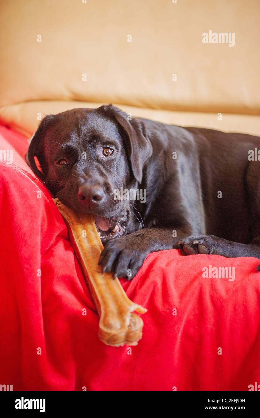 A black Labrador retriever dog with a bone. The pet is lying on the ...