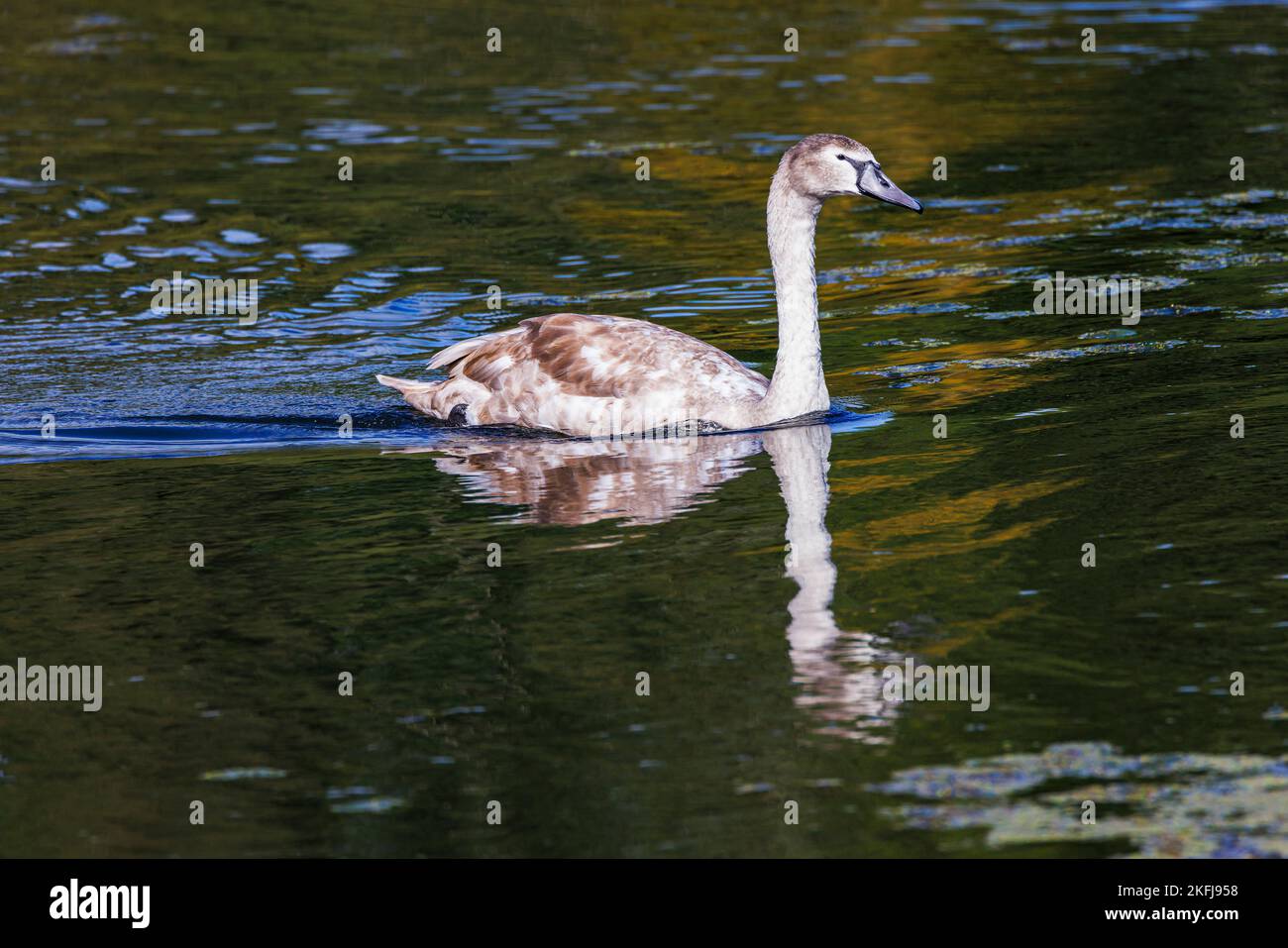 Brown swan bird hi-res stock photography and images - Alamy