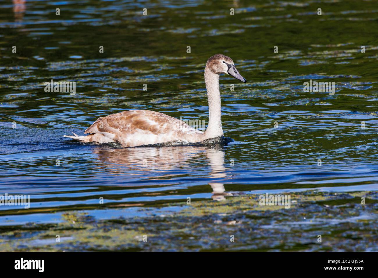 Brown swan bird hi-res stock photography and images - Alamy