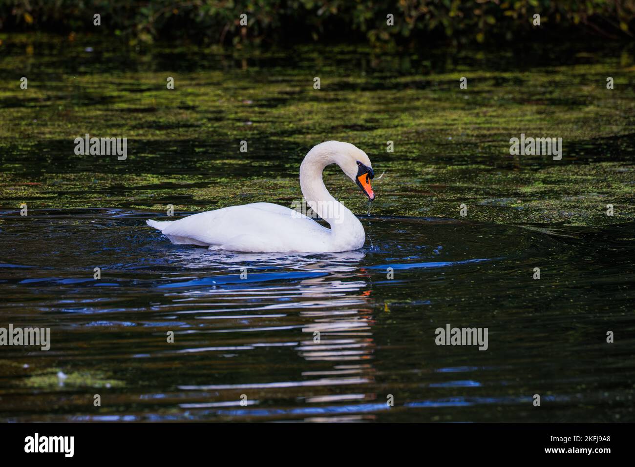 Backwell lake Nature Reserve Swan Stock Photo - Alamy