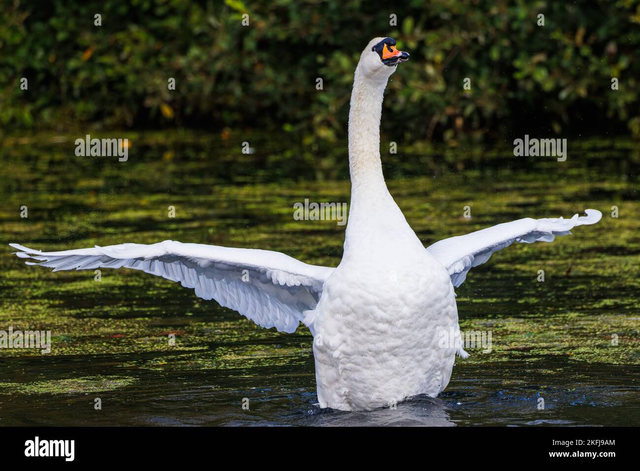 Adult swan stretching its wings Stock Photo - Alamy