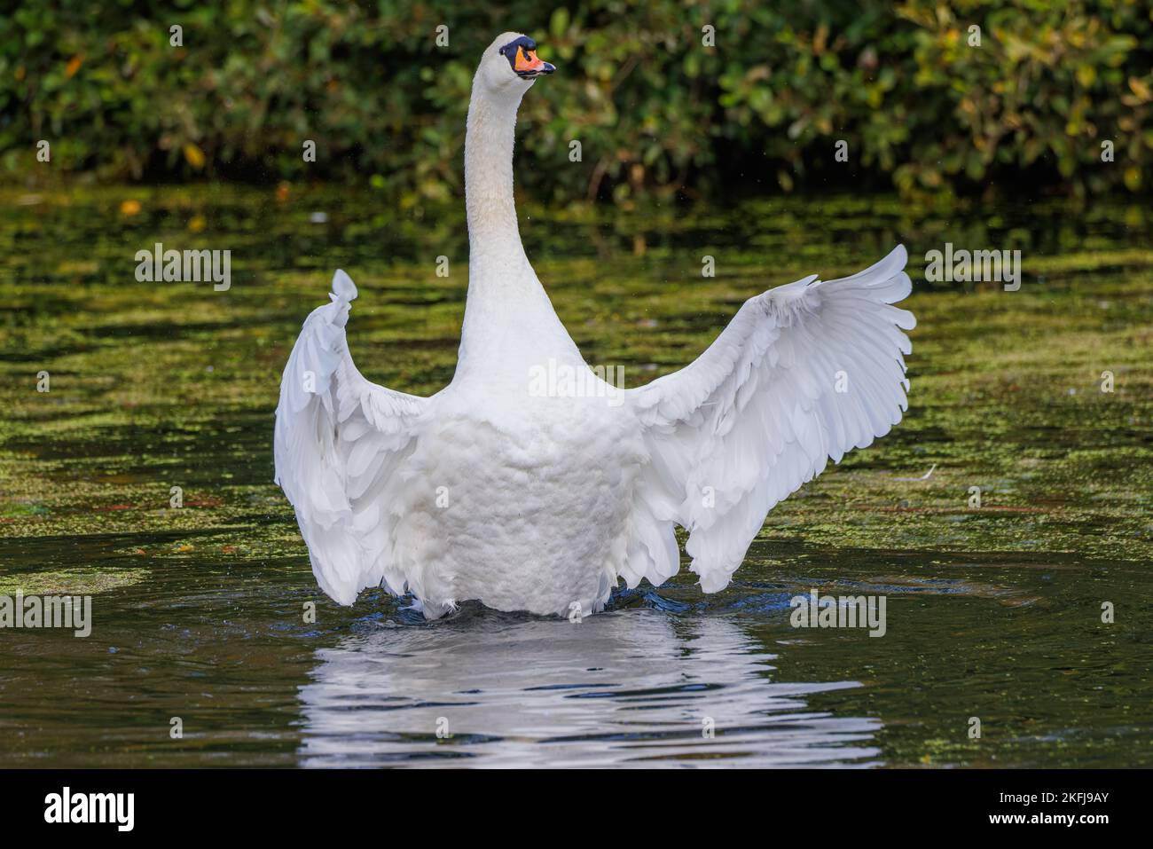 Adult swan stretching its wings Stock Photo - Alamy