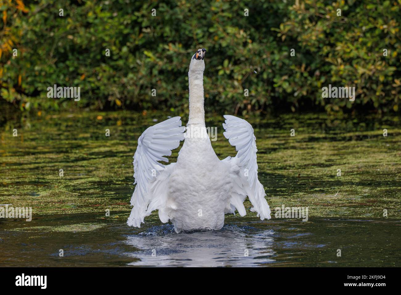 Adult swan stretching its wings Stock Photo - Alamy