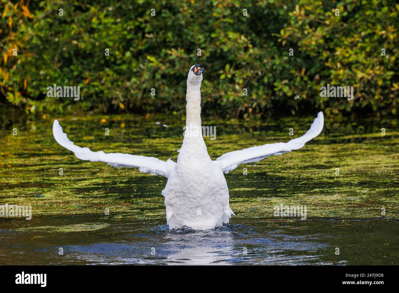 Adult swan stretching its wings Stock Photo - Alamy