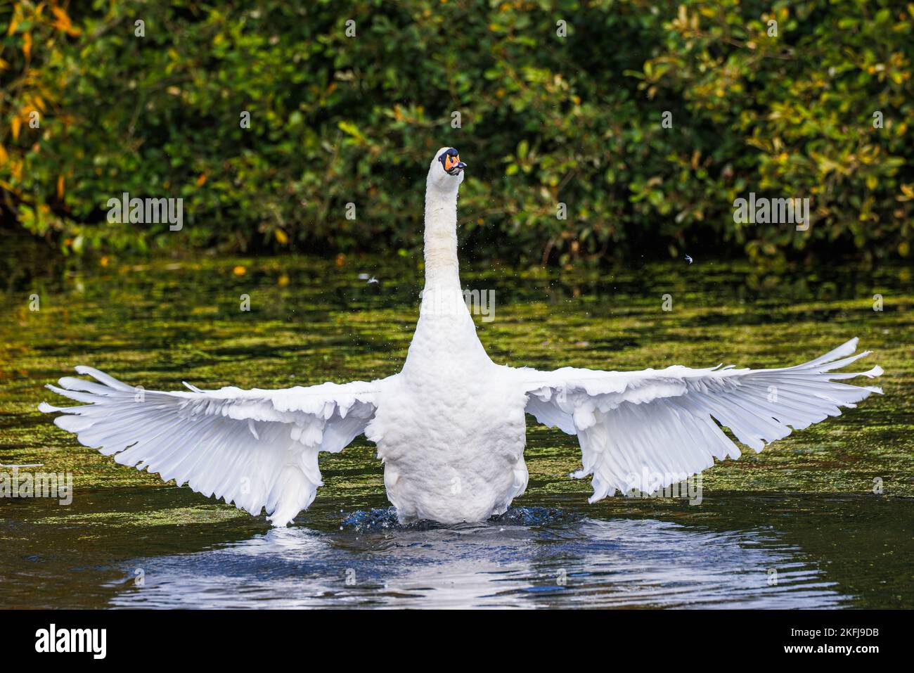 Adult swan stretching its wings Stock Photo - Alamy