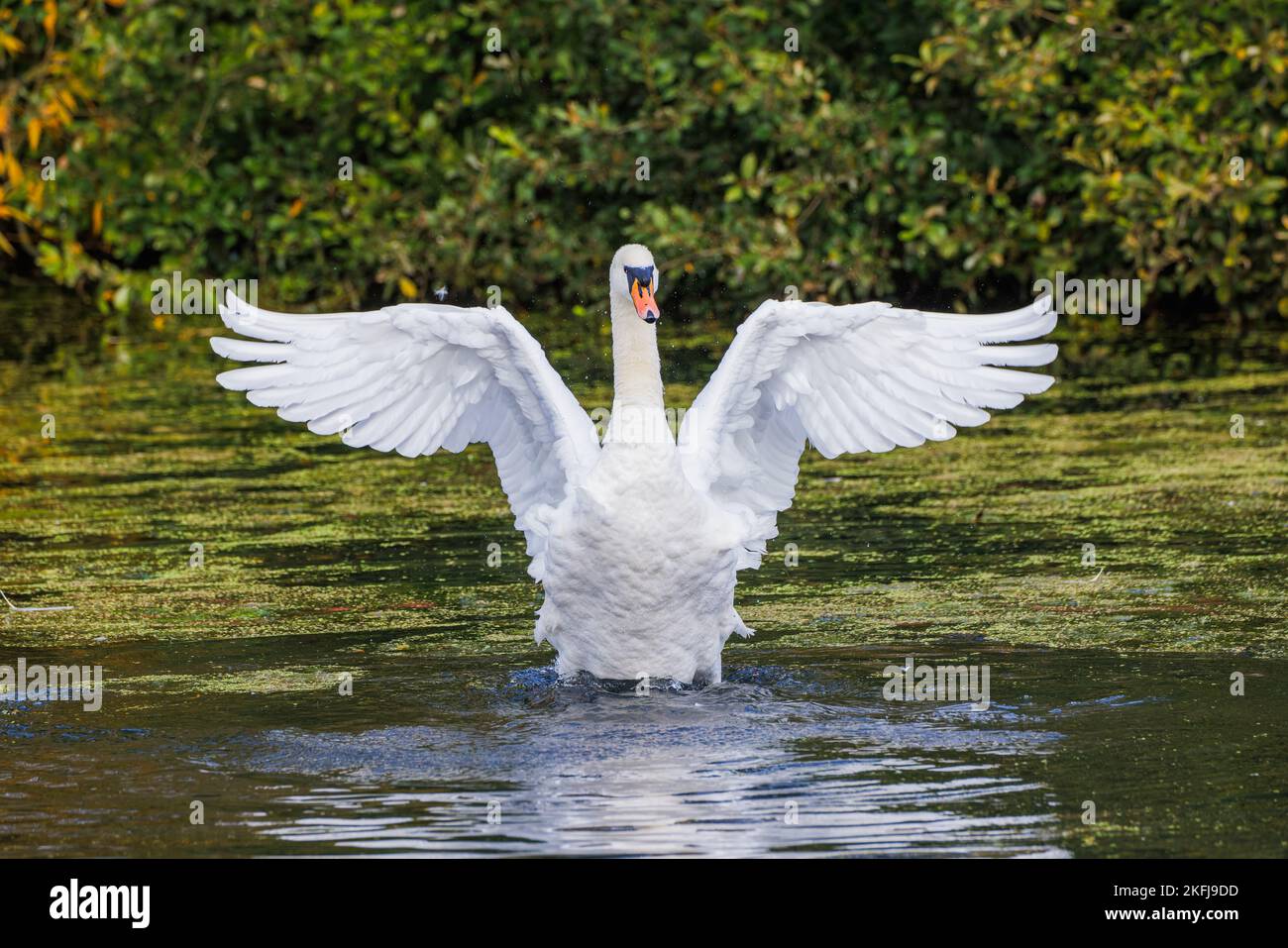 Adult swan stretching its wings Stock Photo - Alamy
