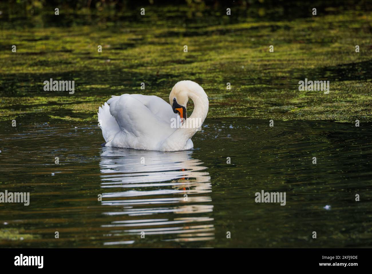 Adult swan with curved neck Stock Photo - Alamy